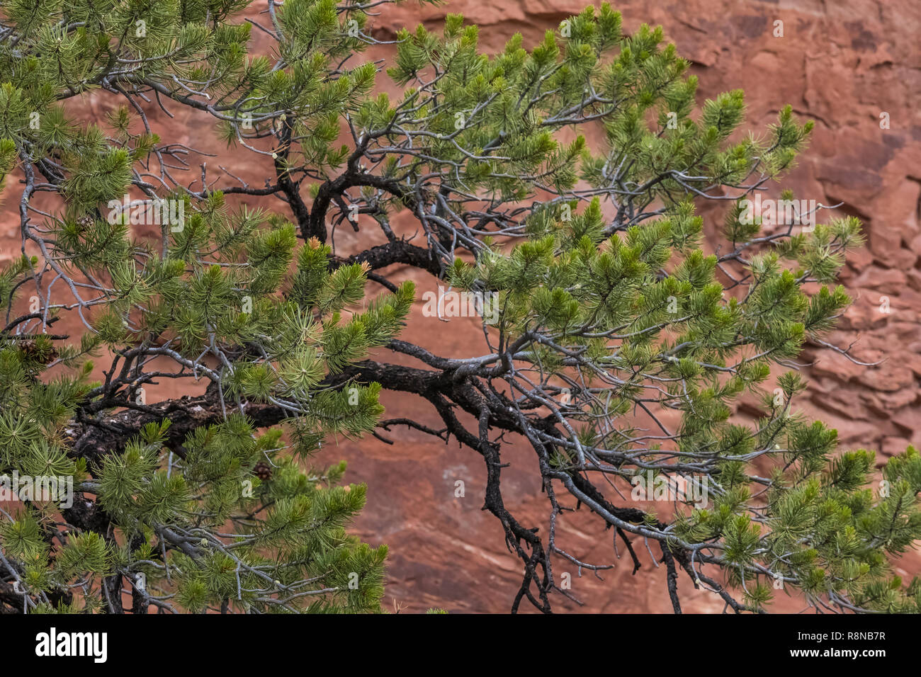 Pinyon Pine, Pinus edulis, on a rainy day along the Chesler Park Loop ...