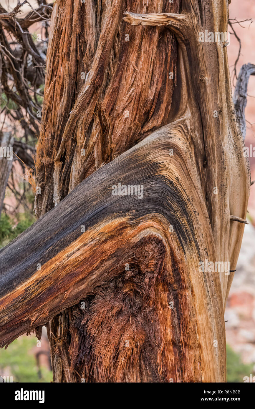 Juniper loop hi-res stock photography and images - Alamy