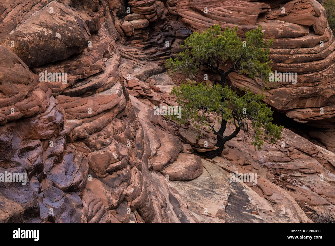 Pinus Edulis Stock Photos & Pinus Edulis Stock Images - Alamy