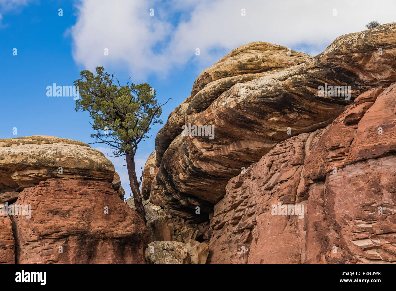 Pine tree loop trail hi-res stock photography and images - Alamy