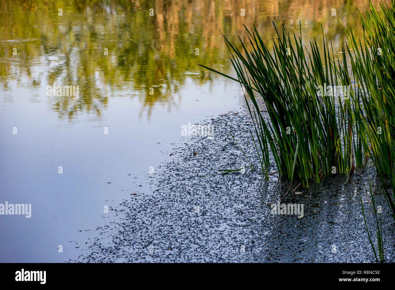Ripple in pond hi-res stock photography and images - Alamy