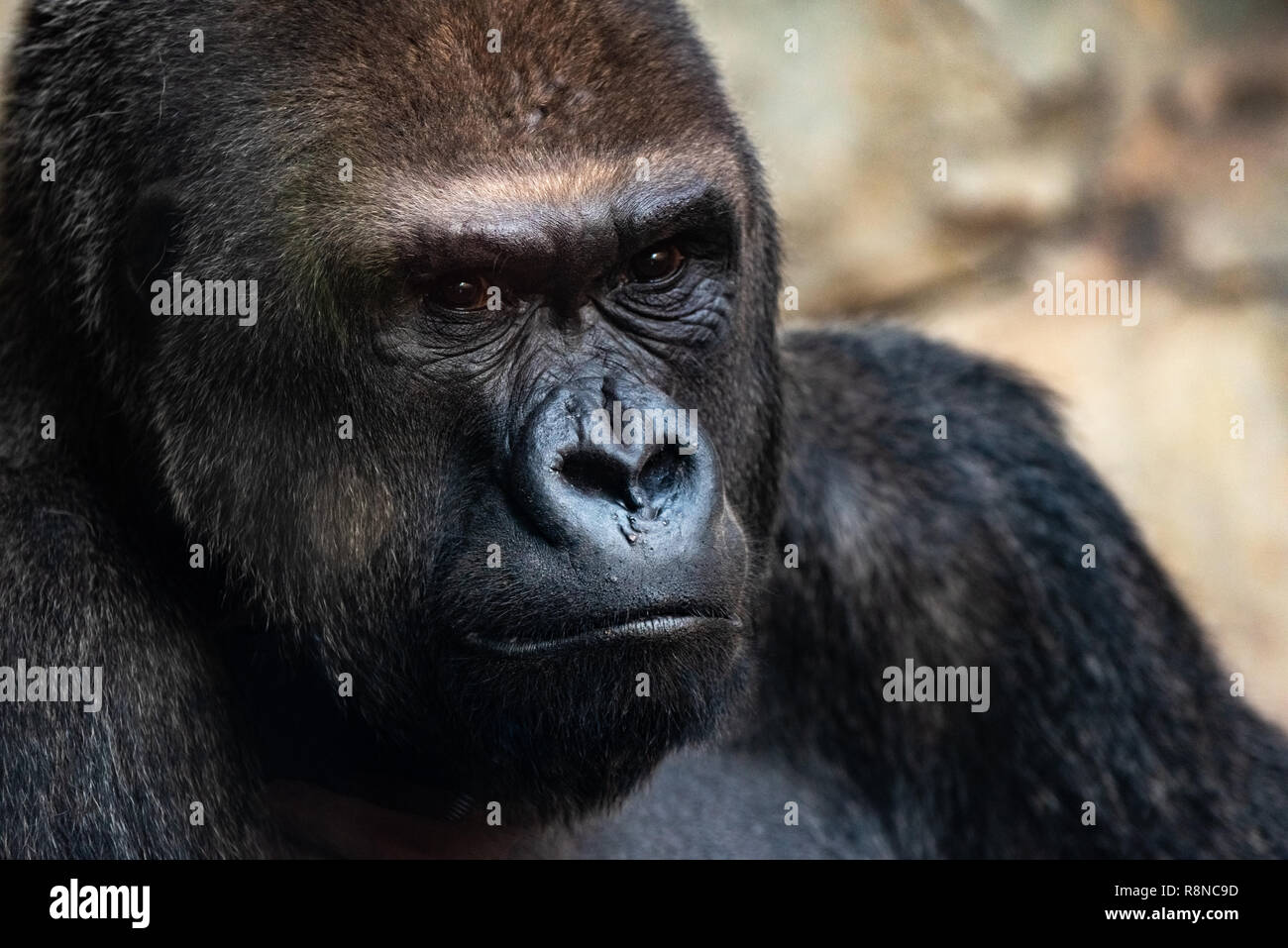 Portrait of a powerful gorilla with expressive eyes Stock Photo - Alamy