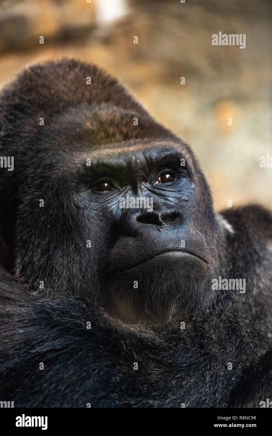 Portrait of a powerful gorilla with expressive eyes Stock Photo - Alamy