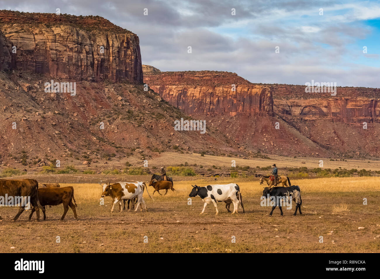 Cowboys are often seen herding cattle on Dugout Ranch, a Nature ...