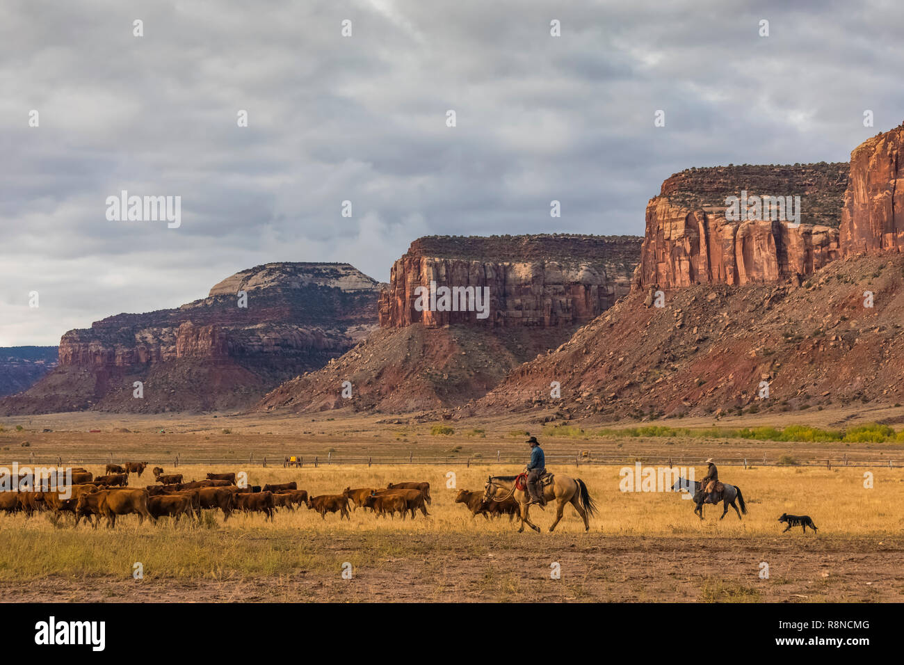 Cowboy working with cattle hi-res stock photography and images - Alamy