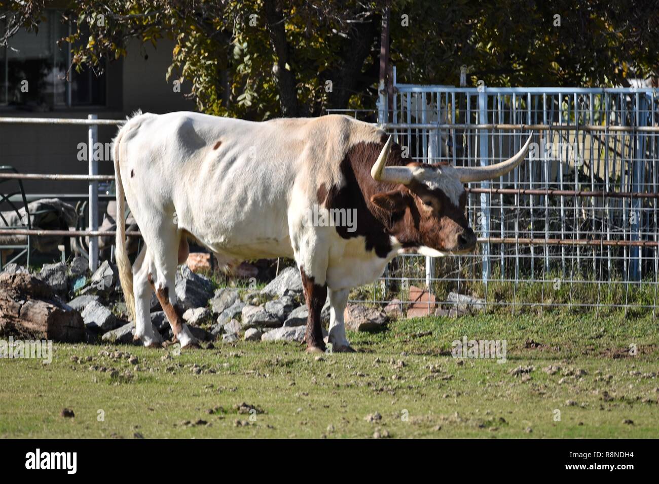 Texas longhorn in field Stock Photo - Alamy