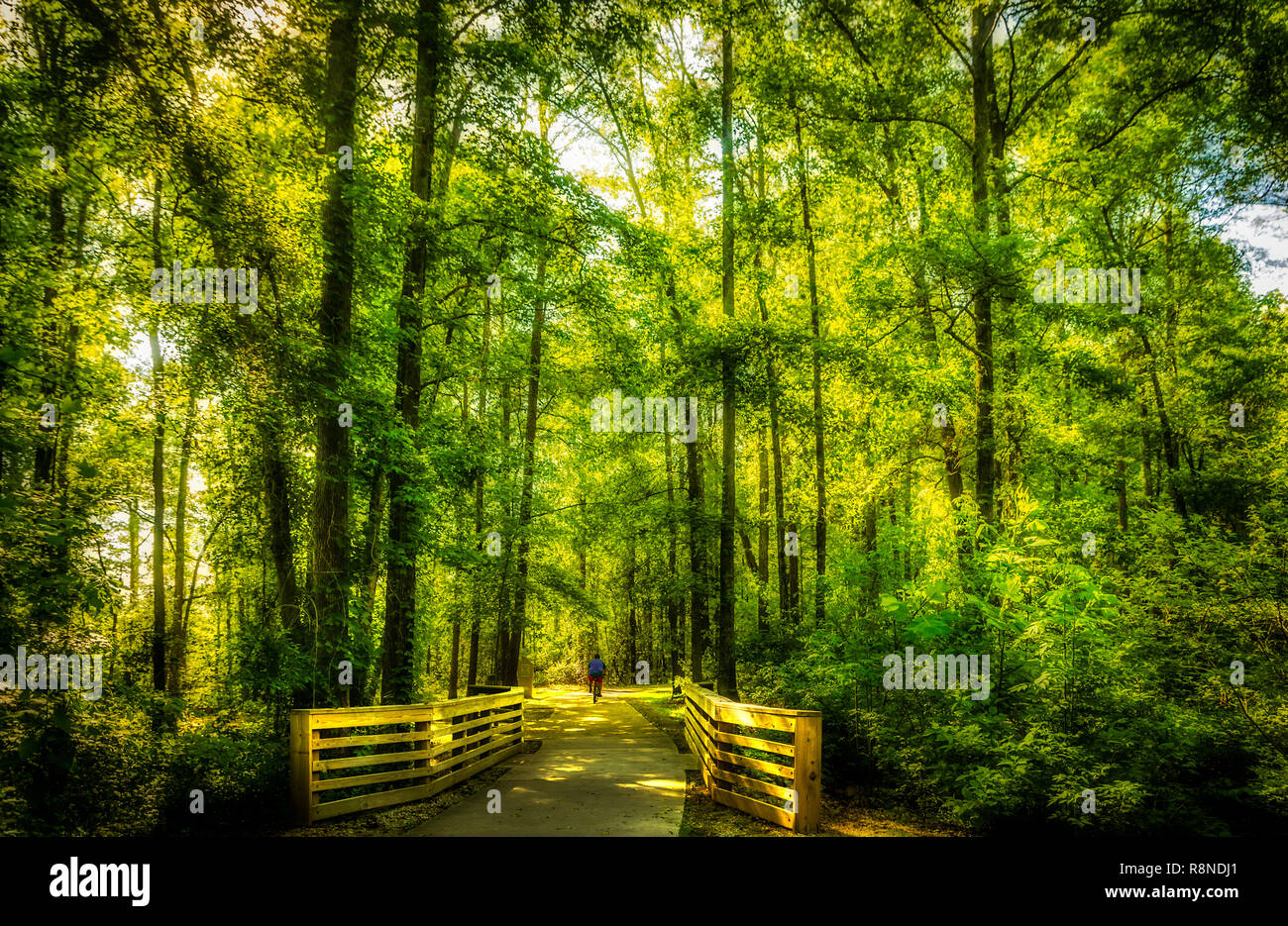 Georgia walking trail hi-res stock photography and images - Alamy
