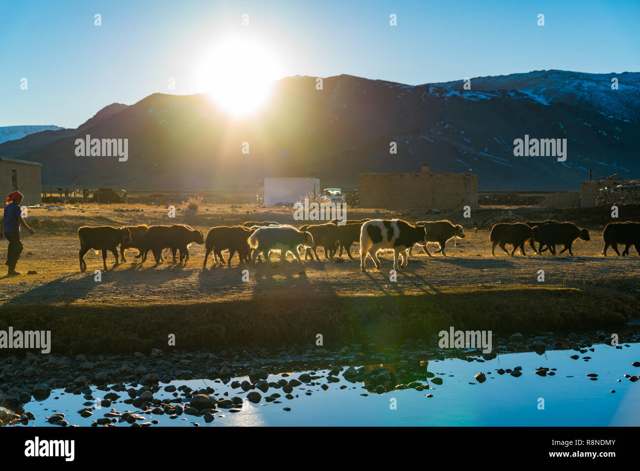 Cattle Drive Silhouette