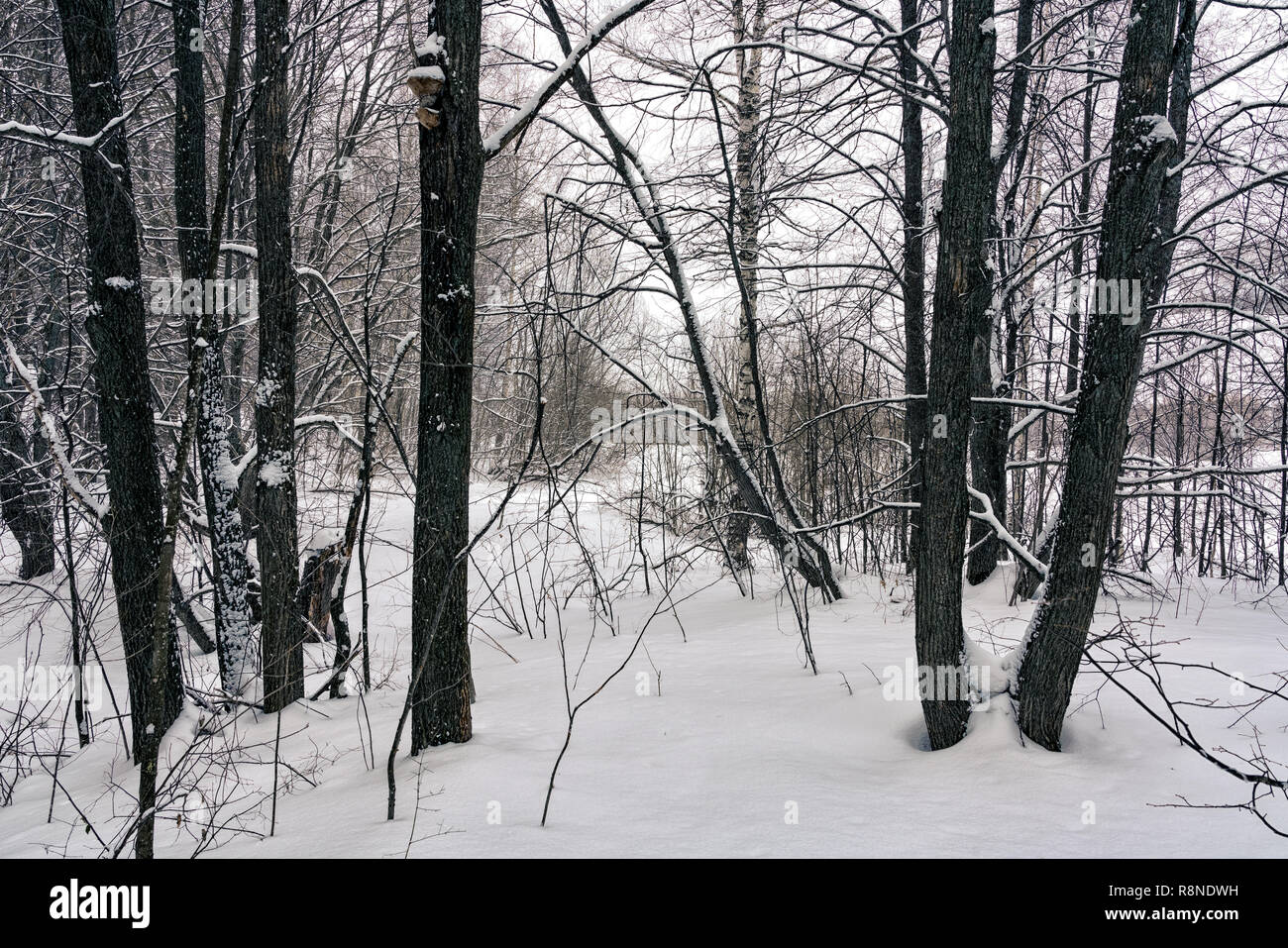 Outdoors after snowstorm winter hi-res stock photography and images - Alamy