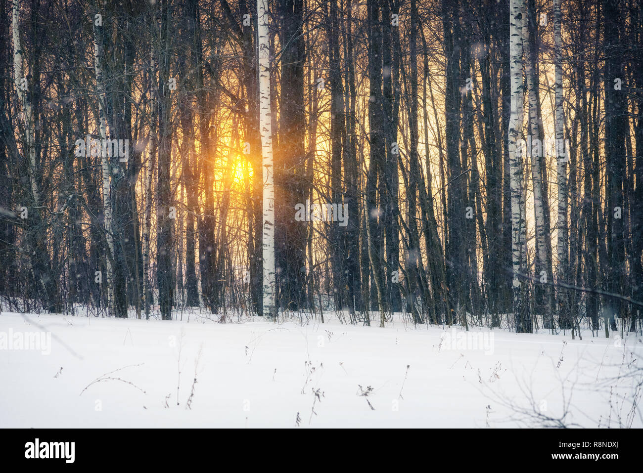 Birch tree forest at winter sunset Stock Photo - Alamy