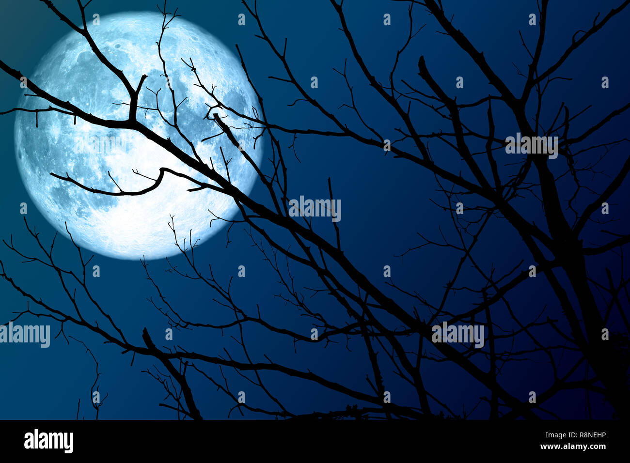 full blue moon floats on the sky in the shadow of the hands of dried ...