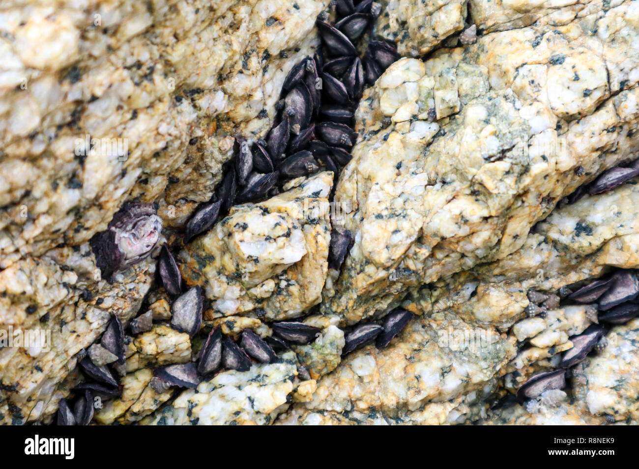 Mussel farm on beach hi-res stock photography and images - Alamy