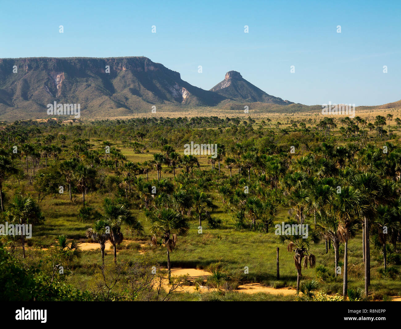 Typical cerrado landscape, with Pai Inacio Hill in the background ...