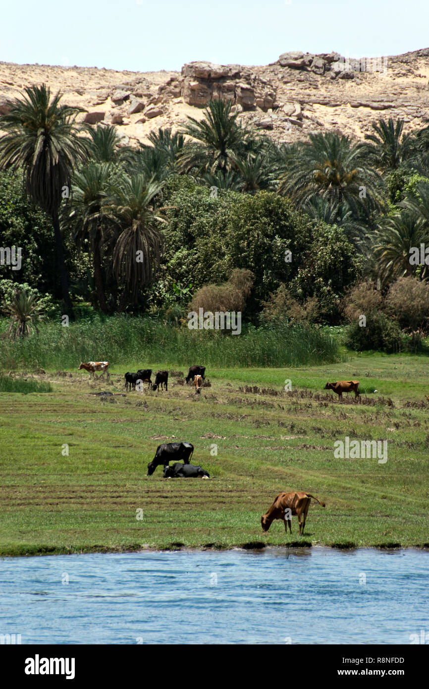 Cattle graze in lush farm fields along the Nile river in an ...
