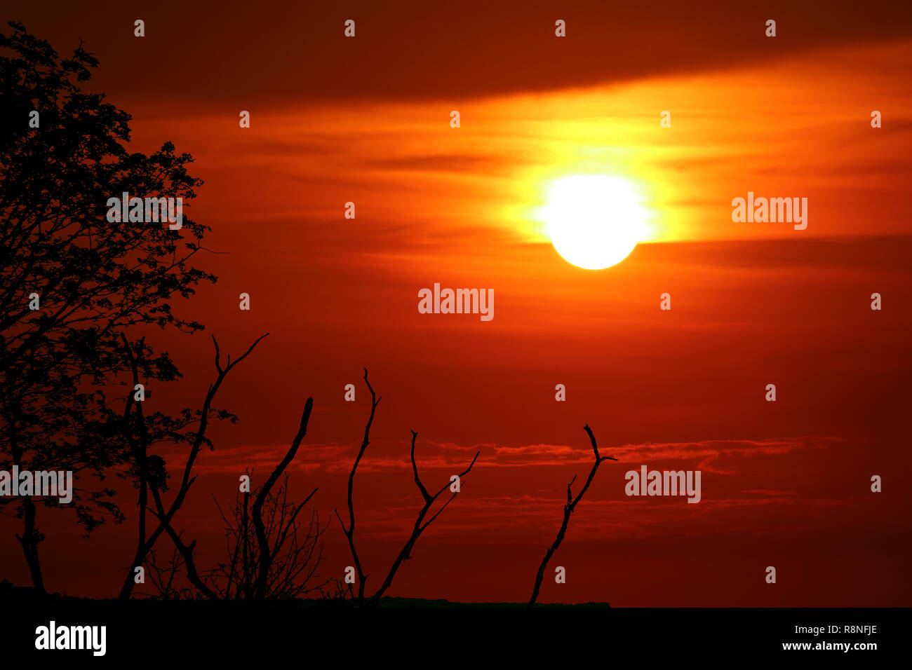 sunset sundawn and silhouette dry tree colorful cloud sky Stock Photo ...