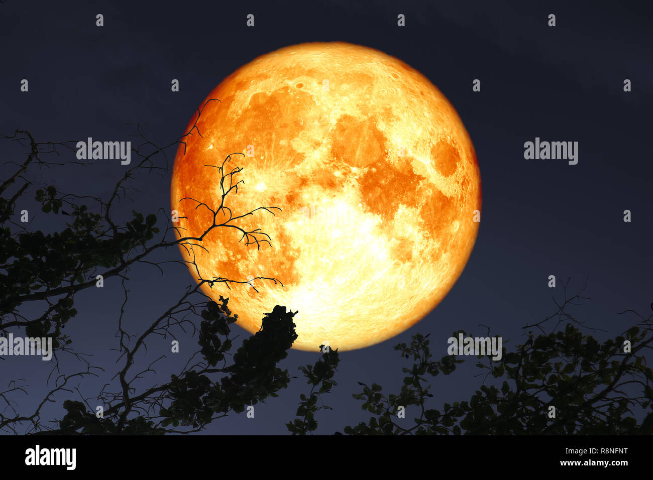 super full blood moon floats in dark night sky above the silhouette ...