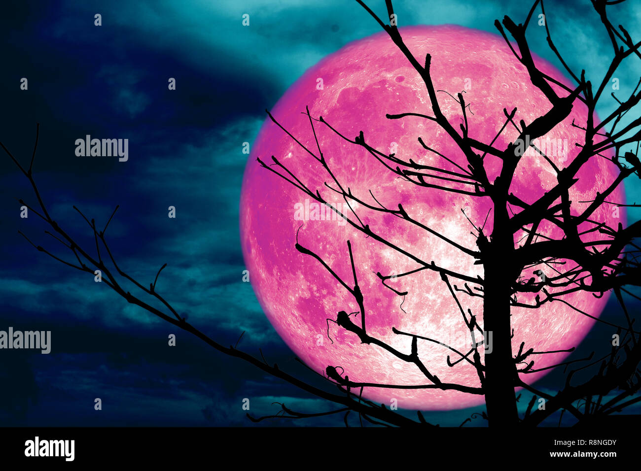 super pink moon back silhouette branch dry tree, Elements of this image ...