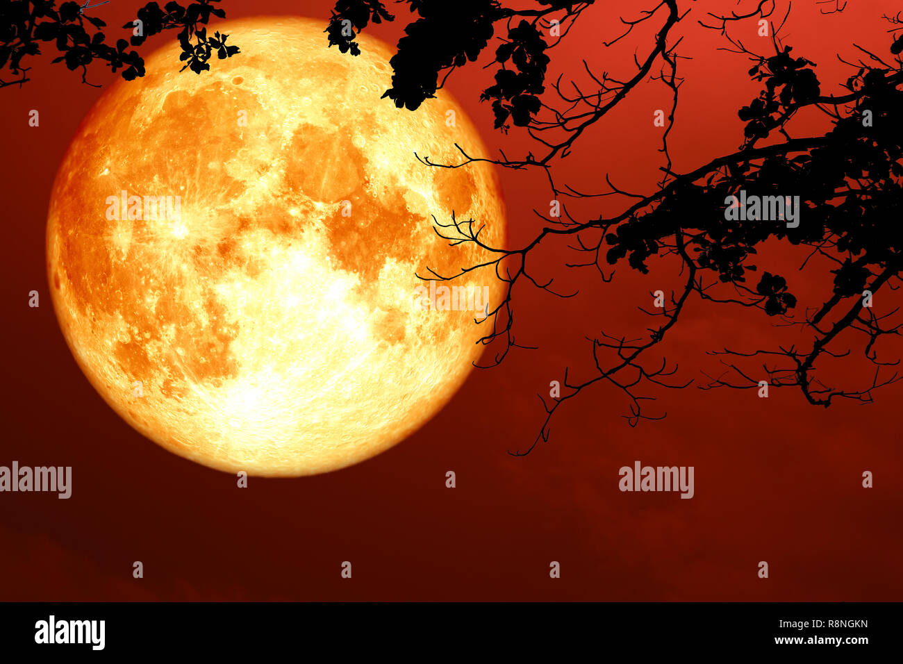 super full blood moon floats in the sky above the silhouette branch dry ...