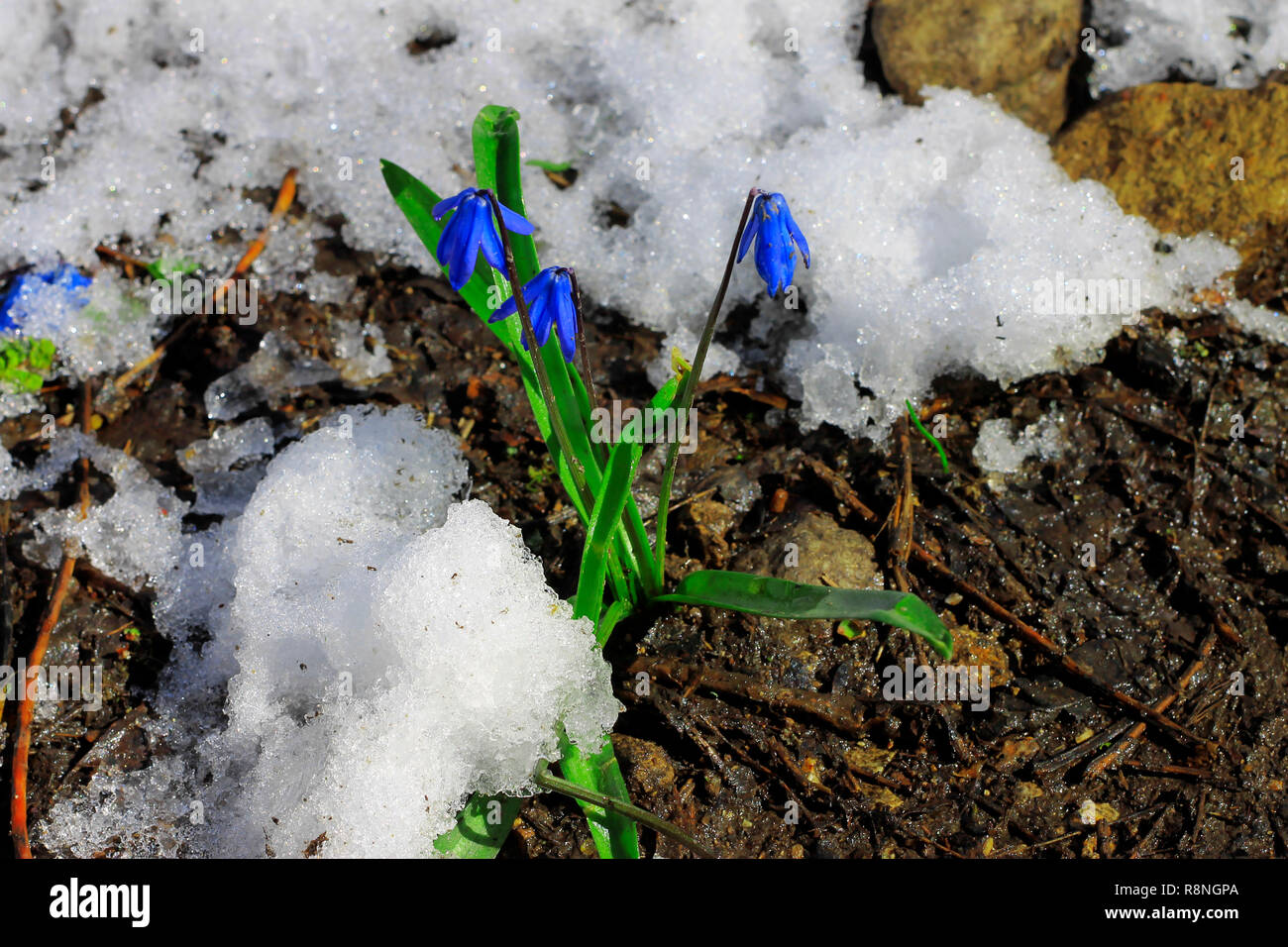 First Spring Flowers growing in the forest Stock Photo - Alamy