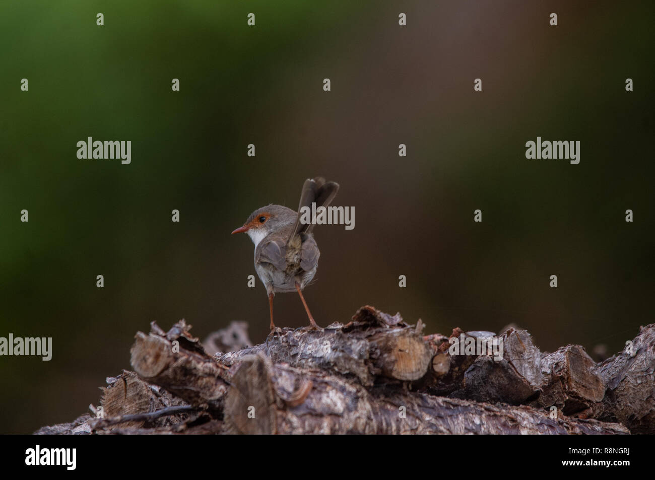 blue wrens on various pieces of metal Stock Photo - Alamy