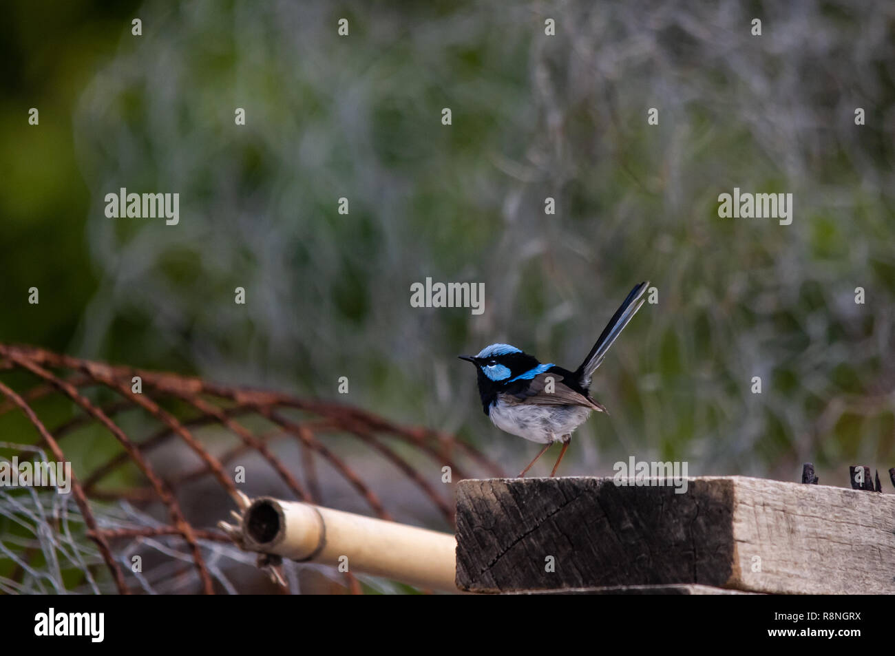 blue wrens on various pieces of metal Stock Photo - Alamy