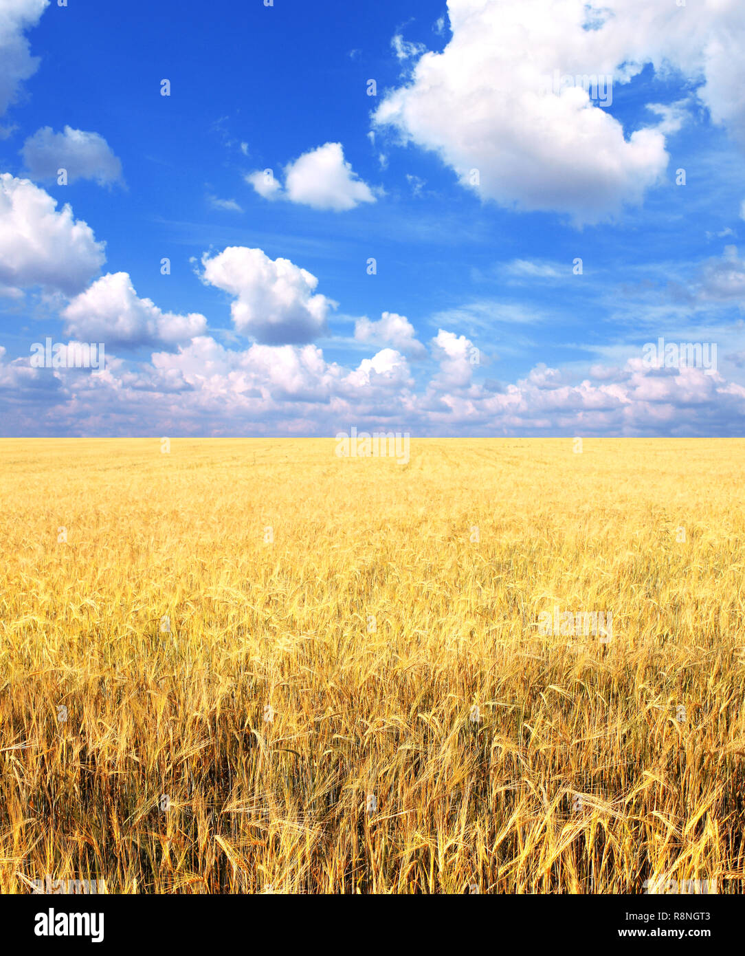 Crop of rye - golden cereal and blue sky Stock Photo - Alamy