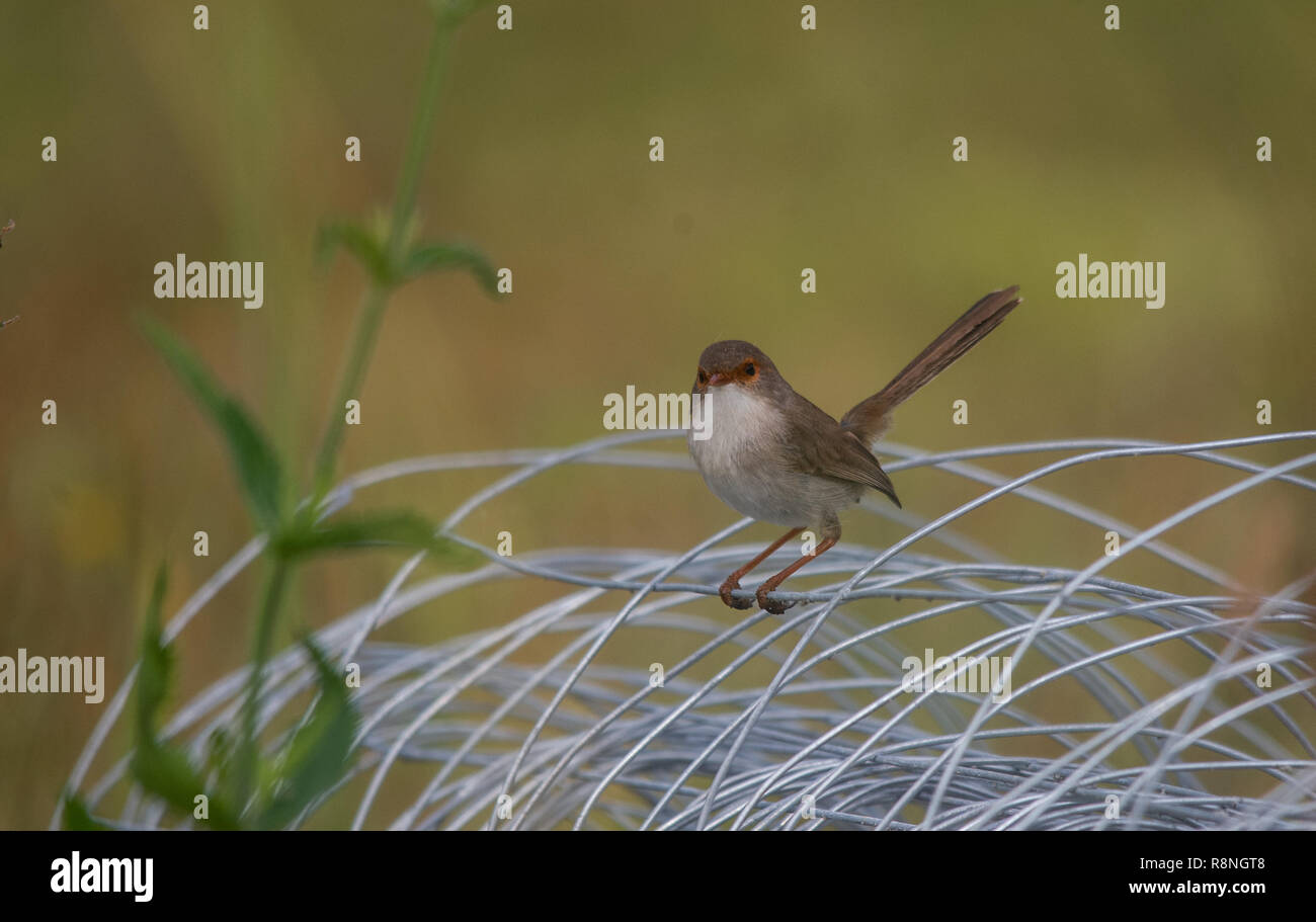 blue wrens on various pieces of metal Stock Photo - Alamy