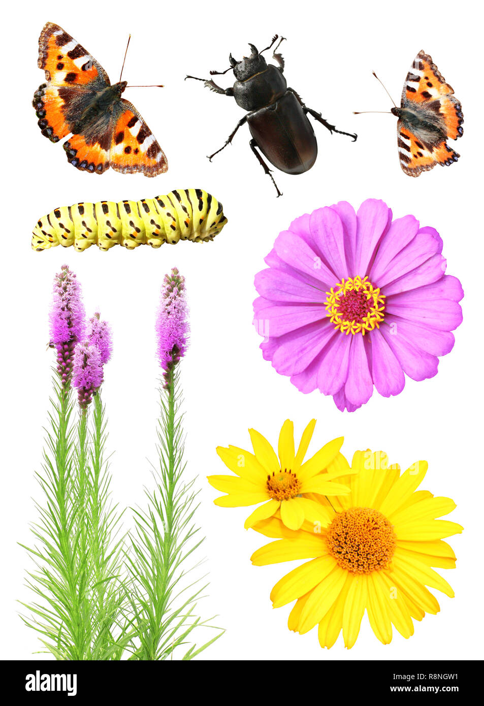 Collection of flowers and insects. Isolated over white Stock Photo - Alamy