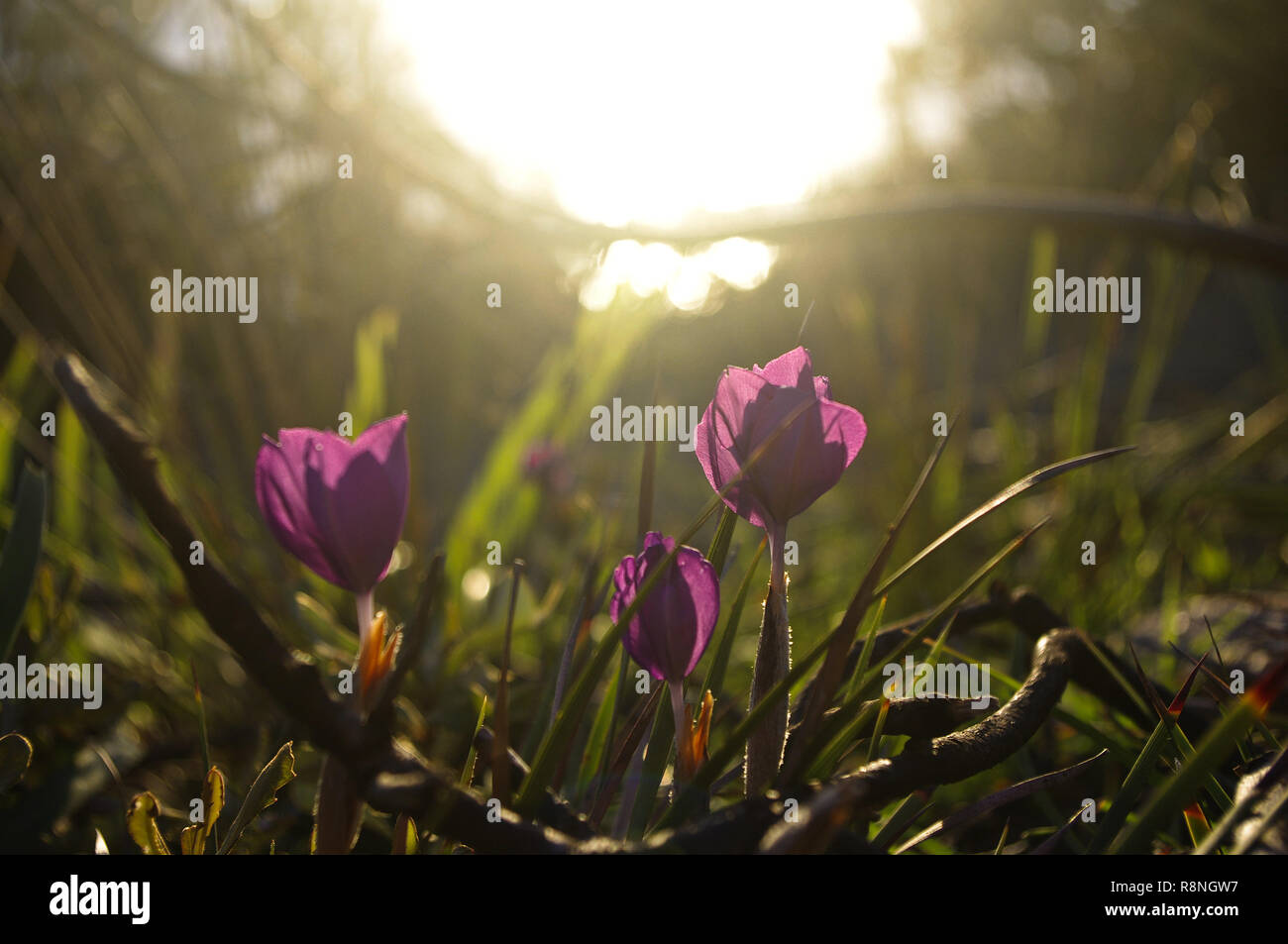 flower with sun glare Stock Photo - Alamy