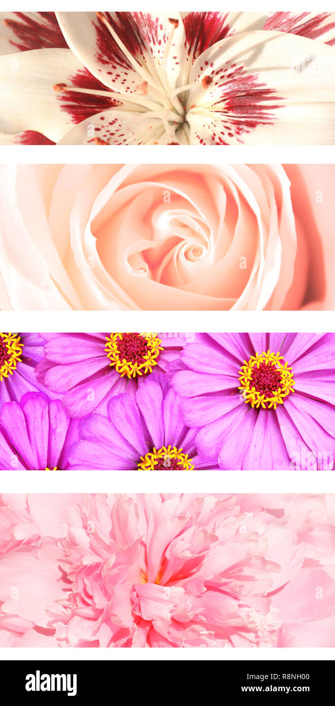 Collection of floral banners Stock Photo - Alamy