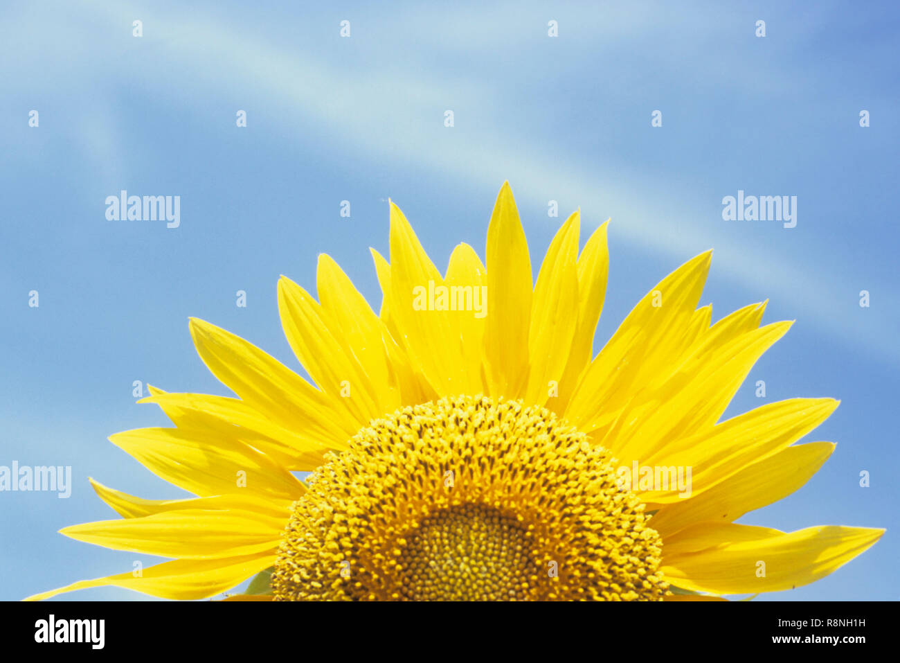 sunflower, satara, maharashtra, india Stock Photo - Alamy