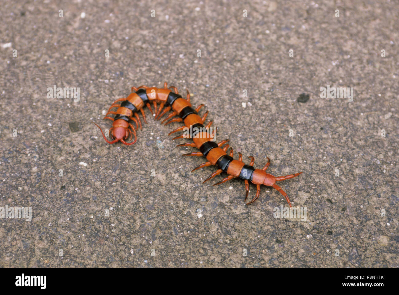 Insects, Sort of Centipede, malshej ghat, thane, maharashtra, india ...