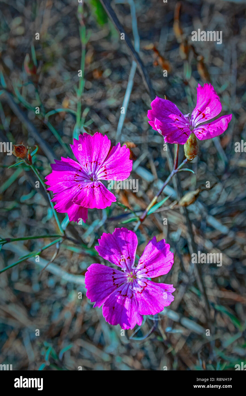 Carnation map hi-res stock photography and images - Alamy