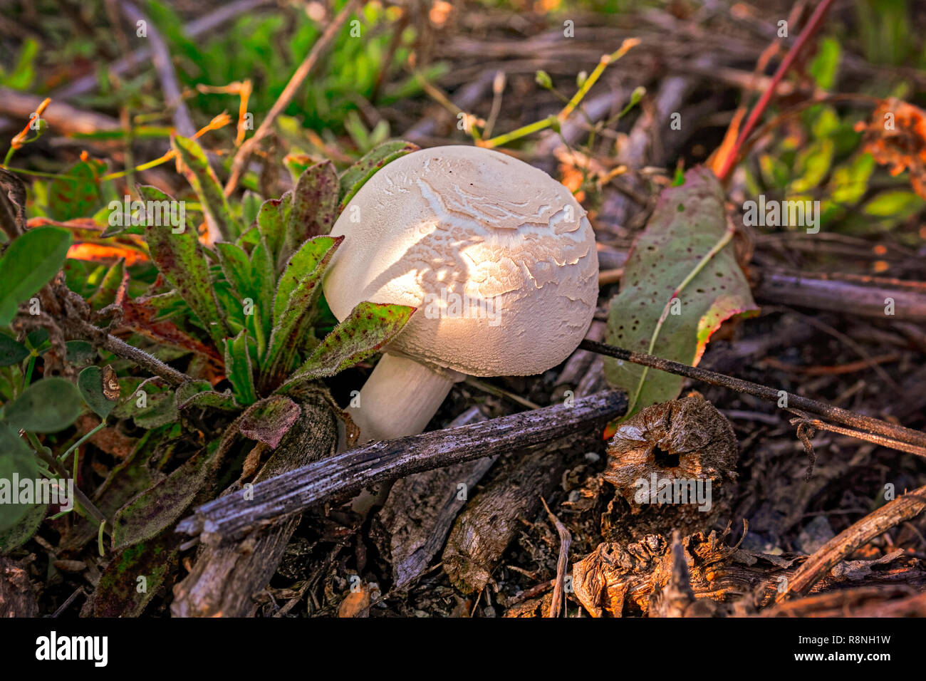Agaricus bisporus wild hi-res stock photography and images - Alamy
