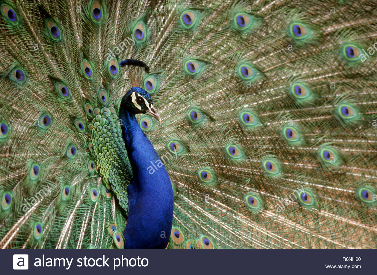 Peacock Shape Stock Photos & Peacock Shape Stock Images - Alamy
