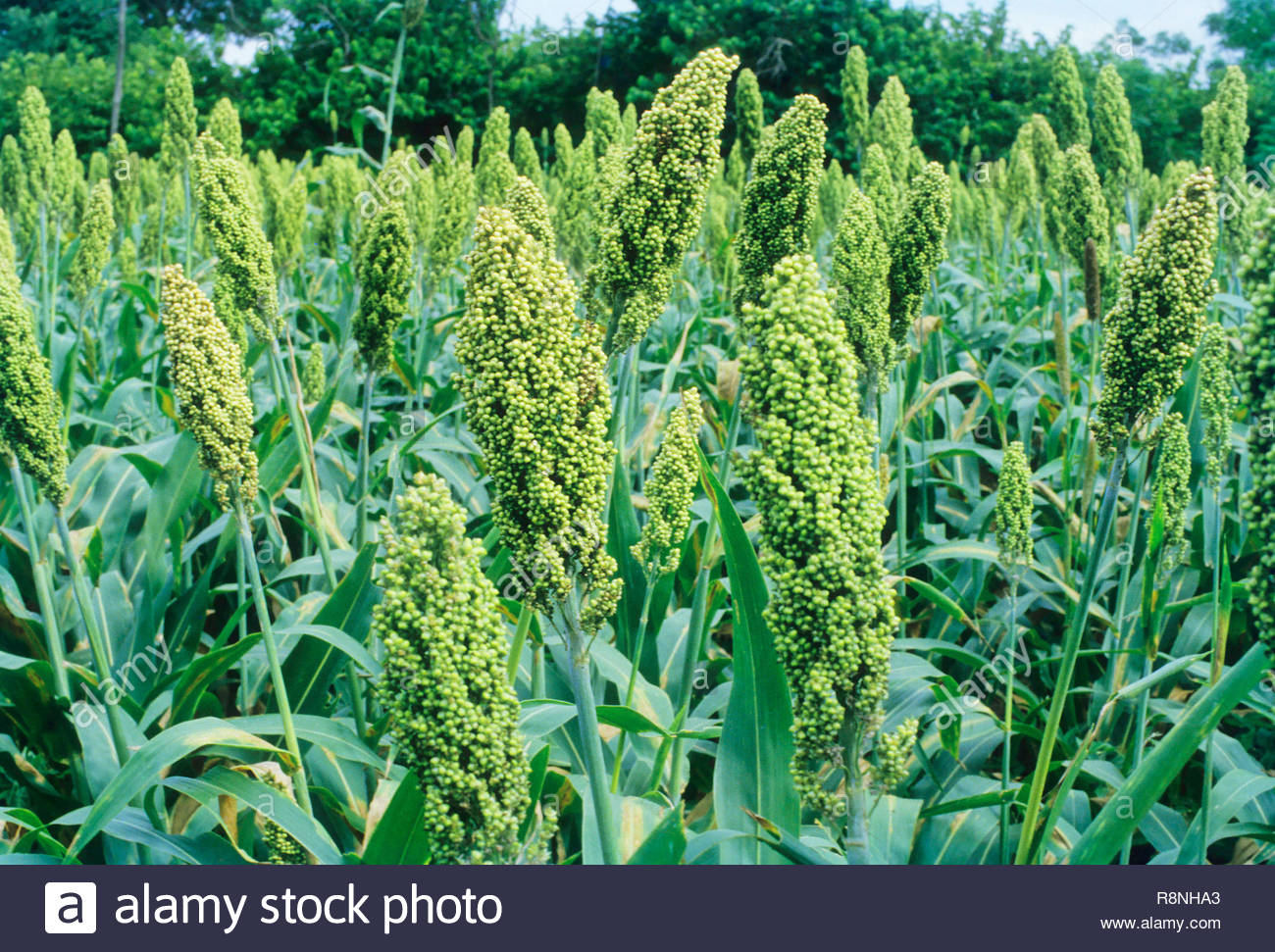 Jowar Crop Stock Photos & Jowar Crop Stock Images - Alamy
