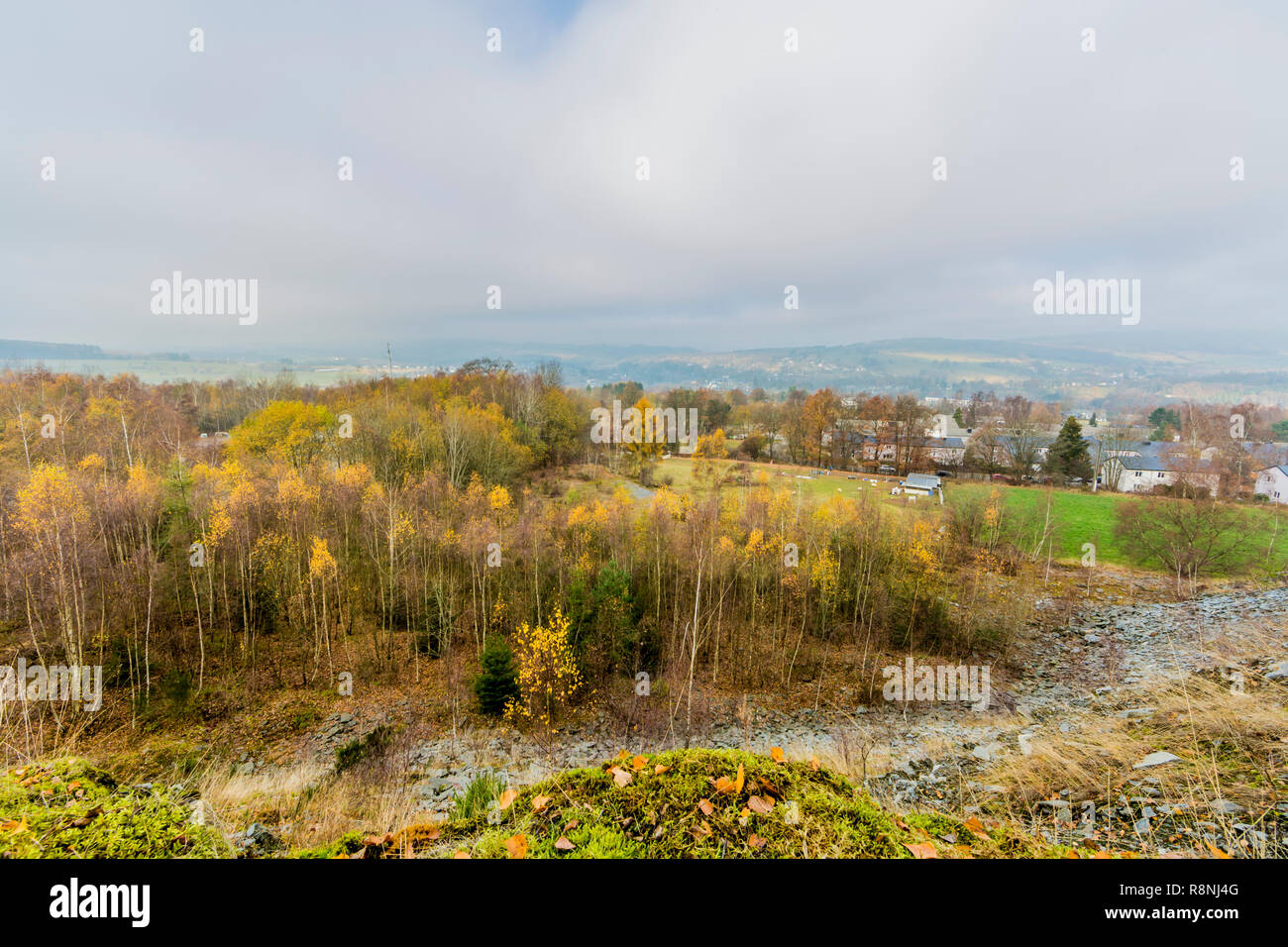 set of trees with yellow leaves with the village of Vielsalm in the ...
