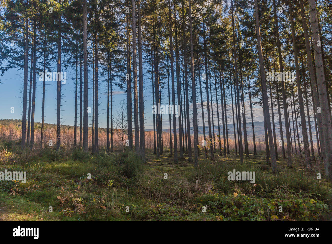 beautiful image of trees with their very long trunks, underbrush and ...