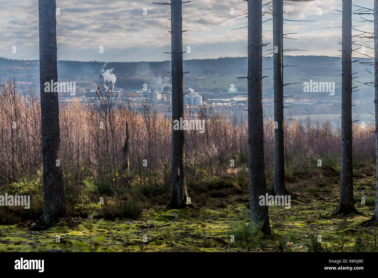 image of tree trunks with moss on the ground, dry scrub and an ...