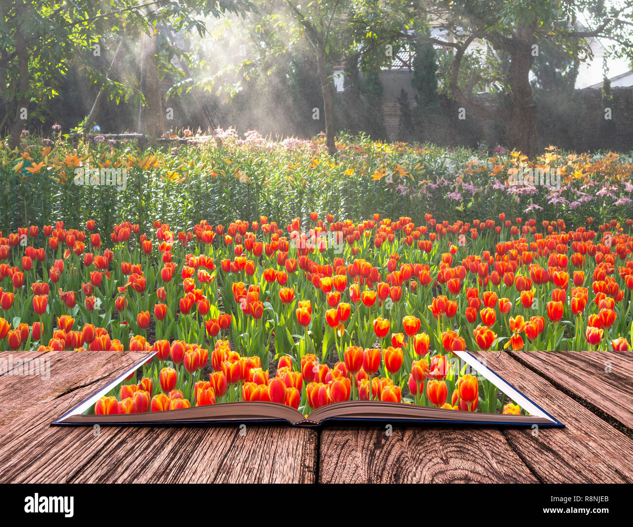 Open book image of Red beautiful tulips field on morning Stock Photo ...