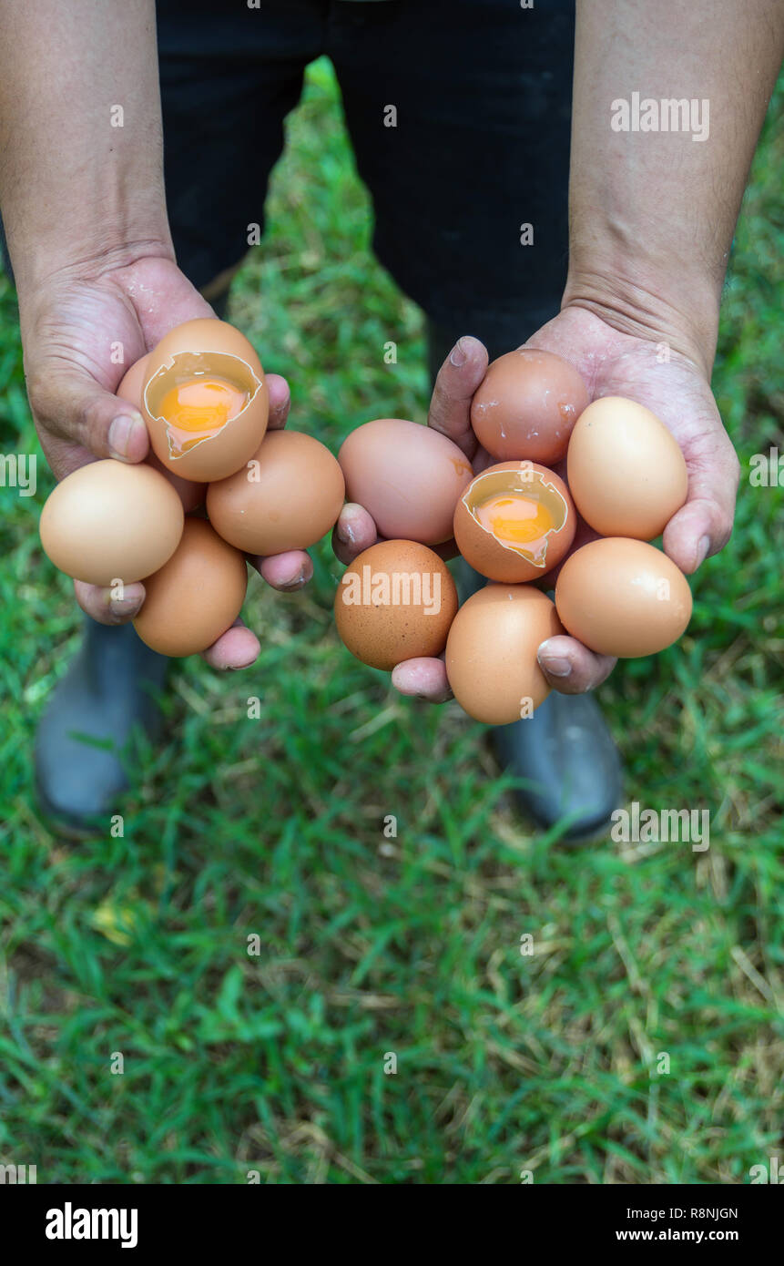 Broken eggs in grass hi-res stock photography and images - Alamy
