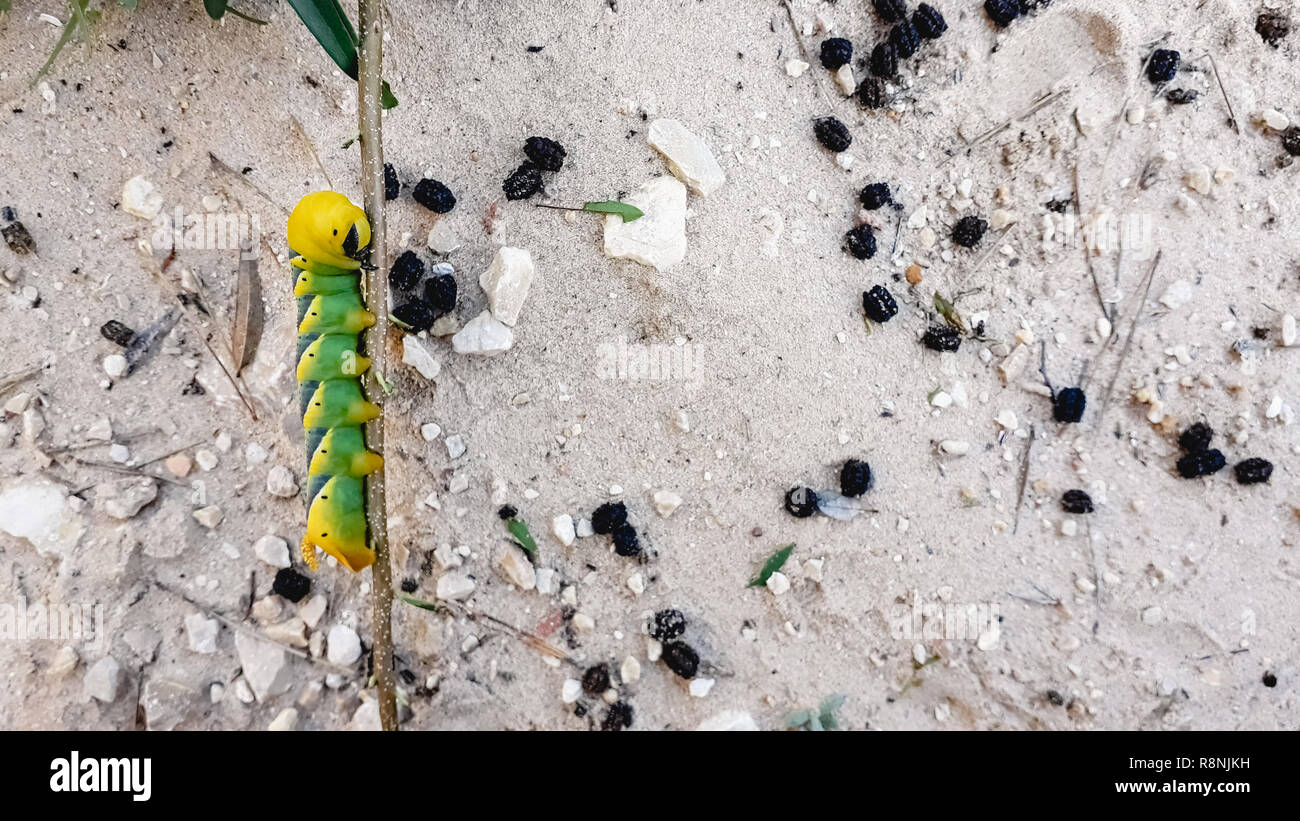 Death of caterpillars hi-res stock photography and images - Alamy