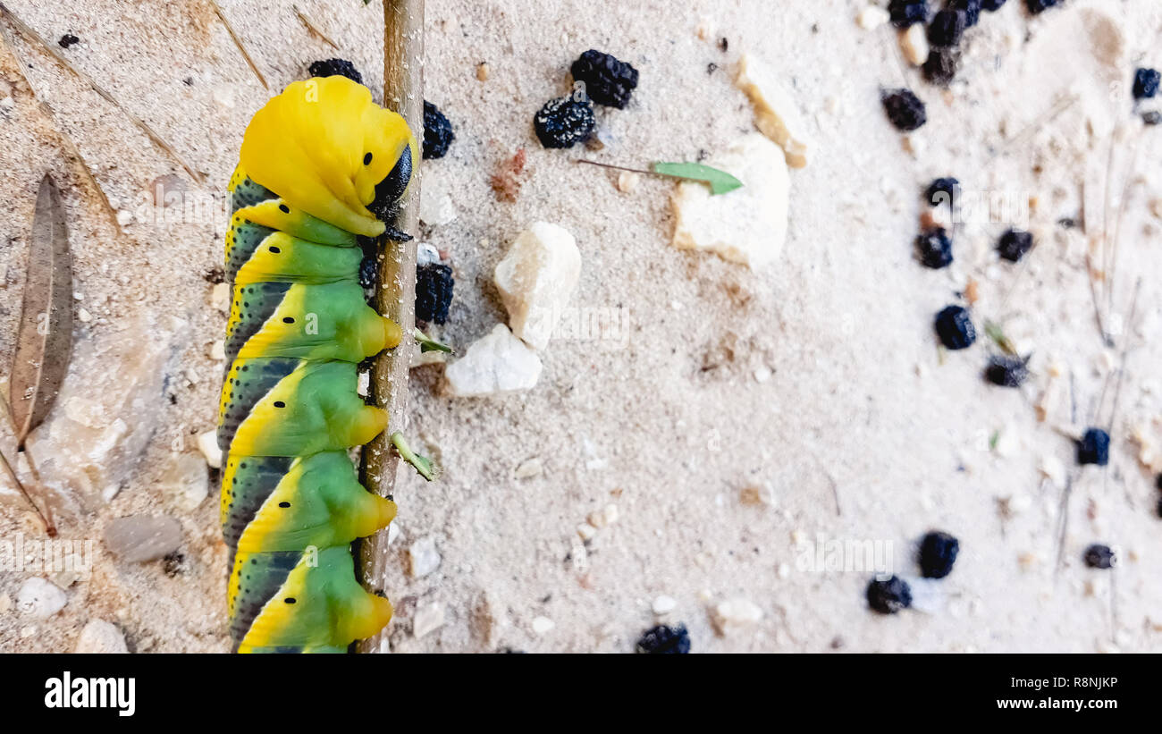 Caterpillar of death heads hawk moth hi-res stock photography and ...