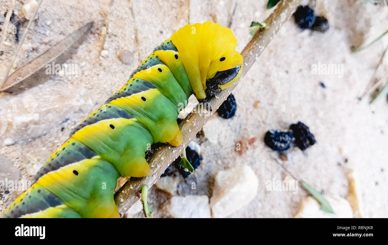 Death of caterpillars hi-res stock photography and images - Alamy