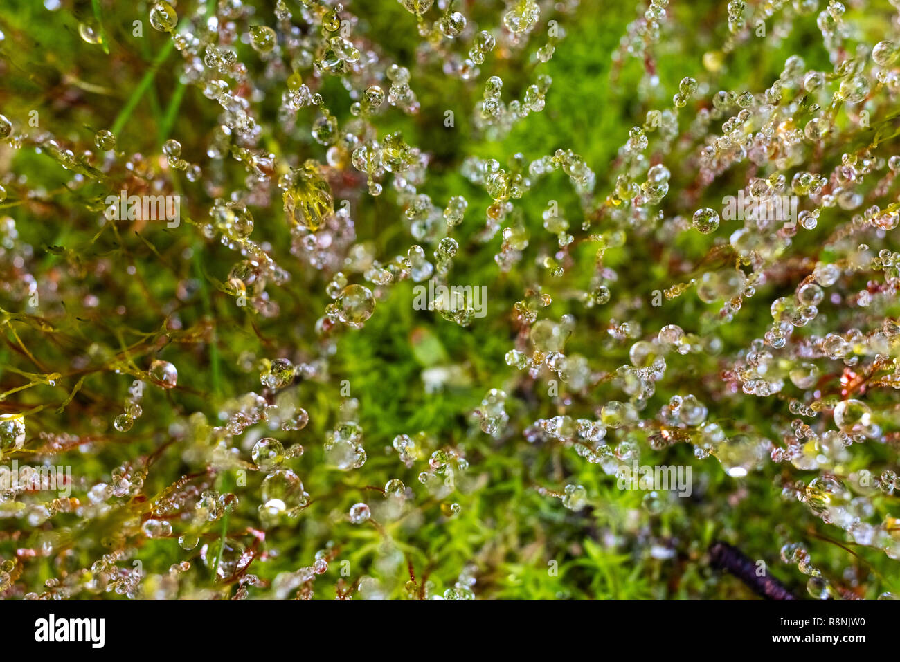 Moss mossy green rain water dew drops hi-res stock photography and ...