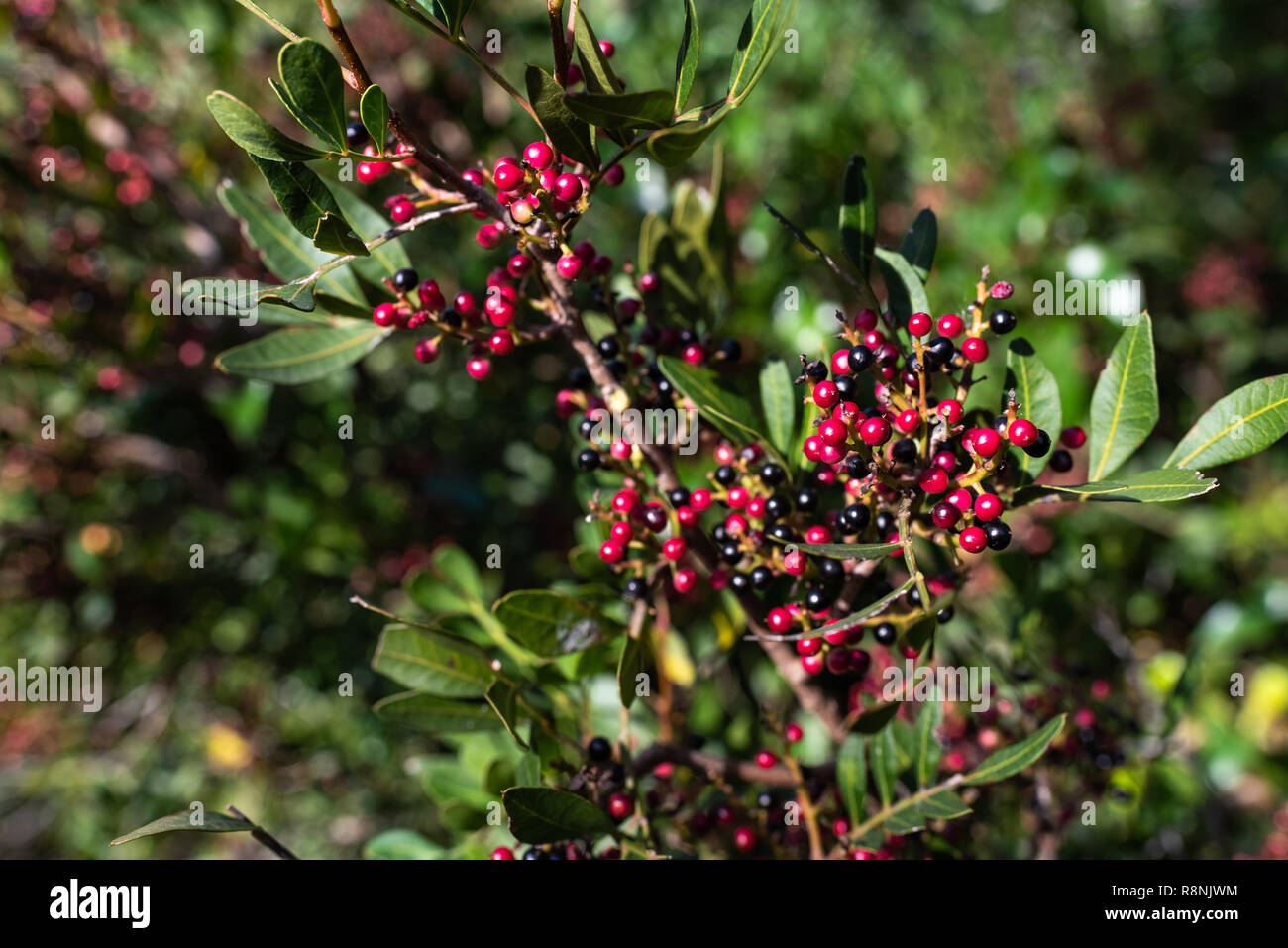 Leaves and fruits of mastic, Pistacia lentiscus, during the autumn ...