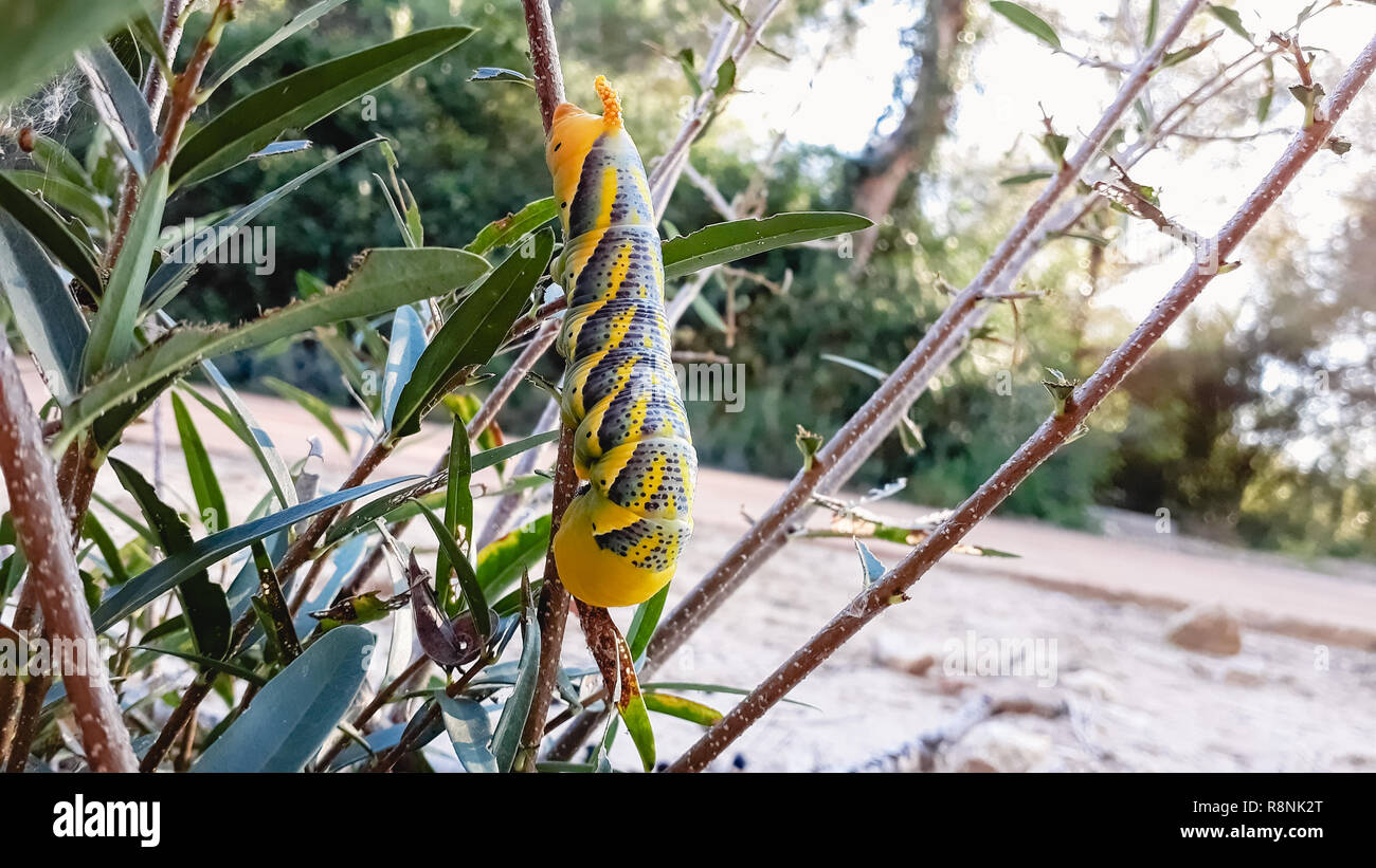 Death of caterpillars hi-res stock photography and images - Alamy