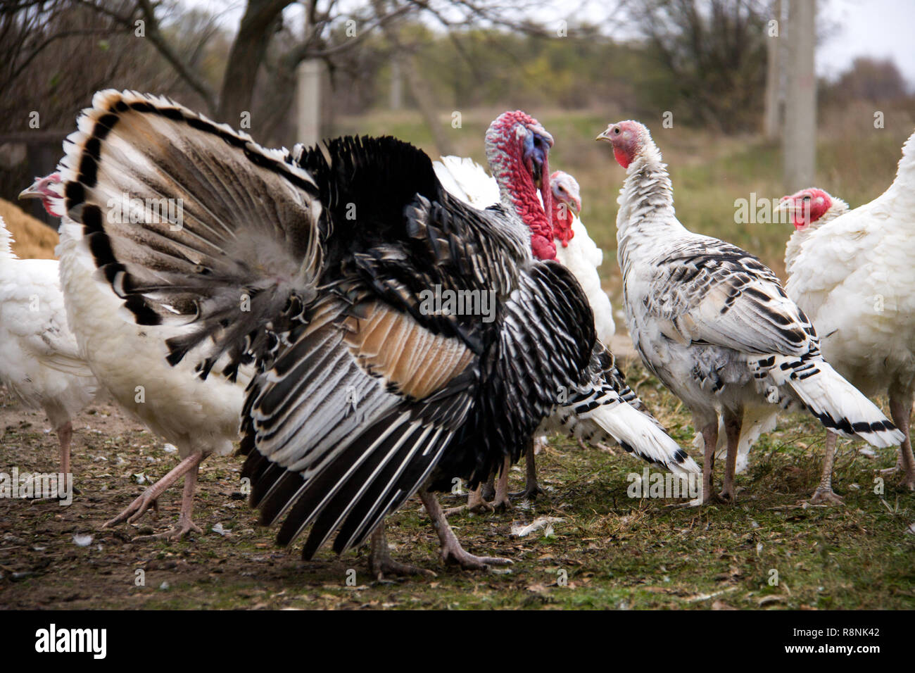 turkey graze close up in the village Stock Photo - Alamy