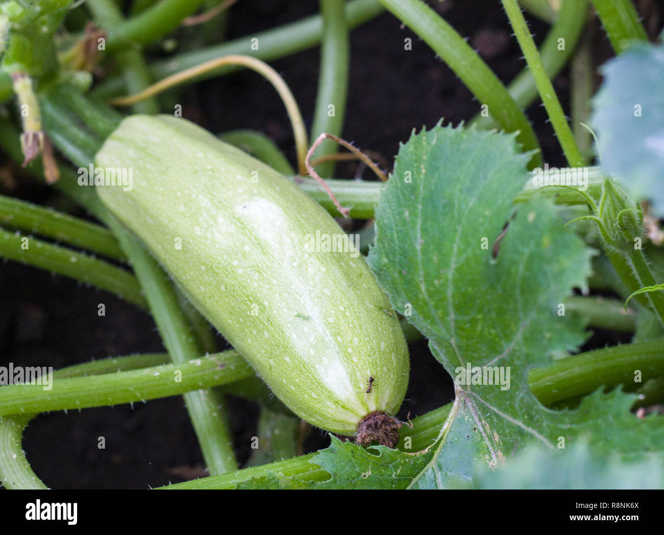 Marrow plant hi-res stock photography and images - Alamy
