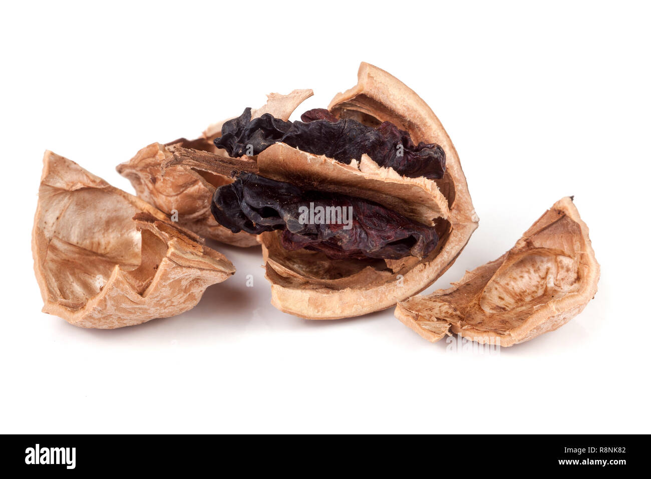 spoiled walnut isolated on a white background closeup Stock Photo - Alamy